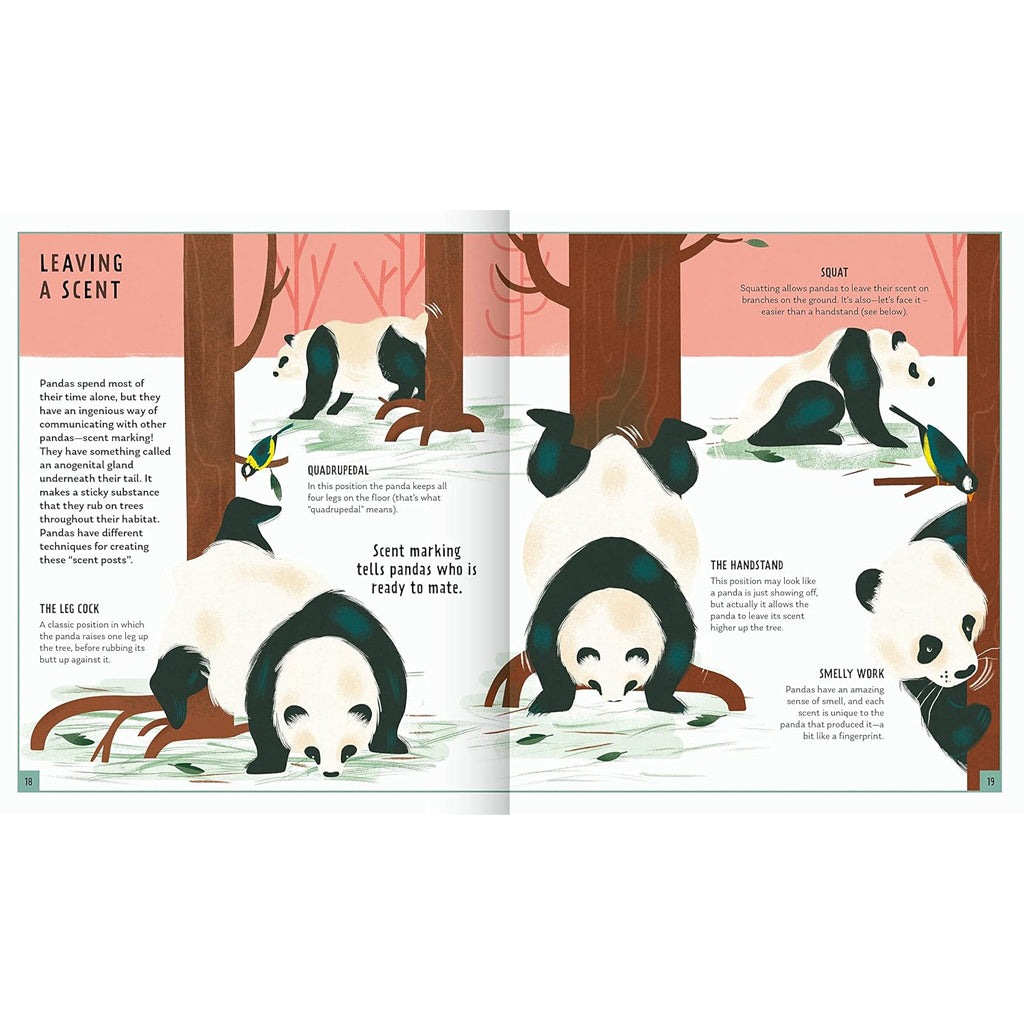 Zoologists At Work With Pandas