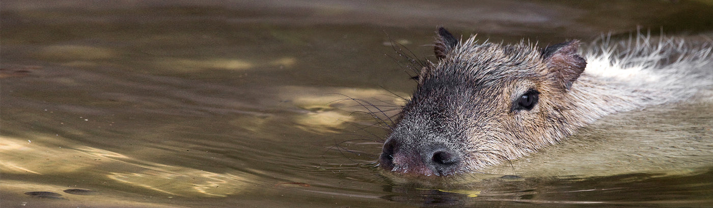 Capybara - ShopZoo