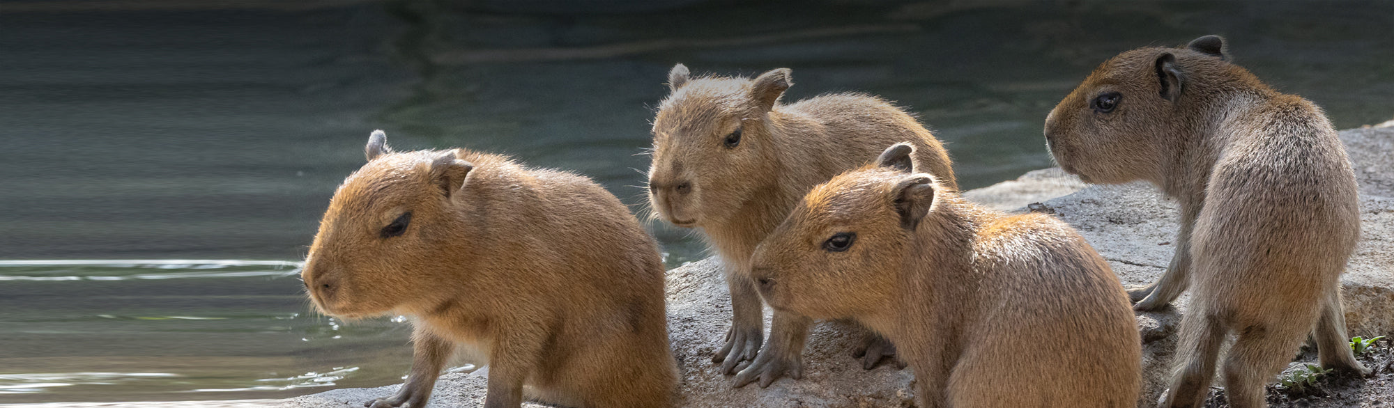 Shop to Support Capybaras - ShopZoo